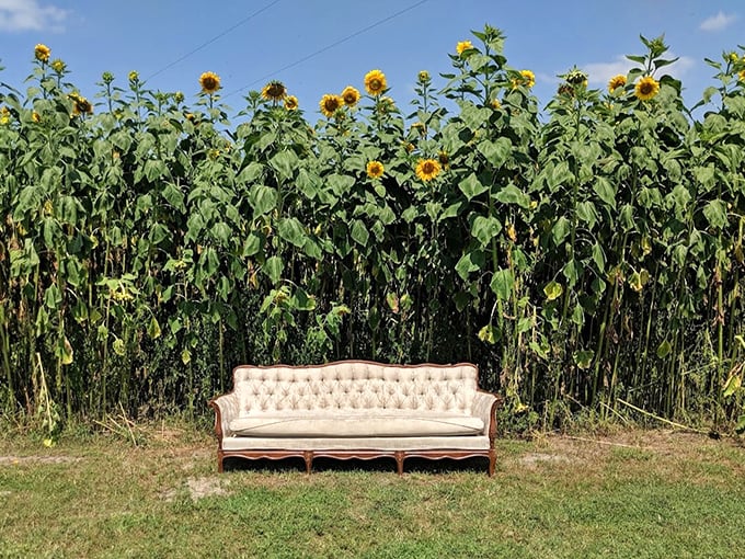 A vintage couch among towering sunflowers &ndash; because Mother Nature understands the importance of perfect photo ops.