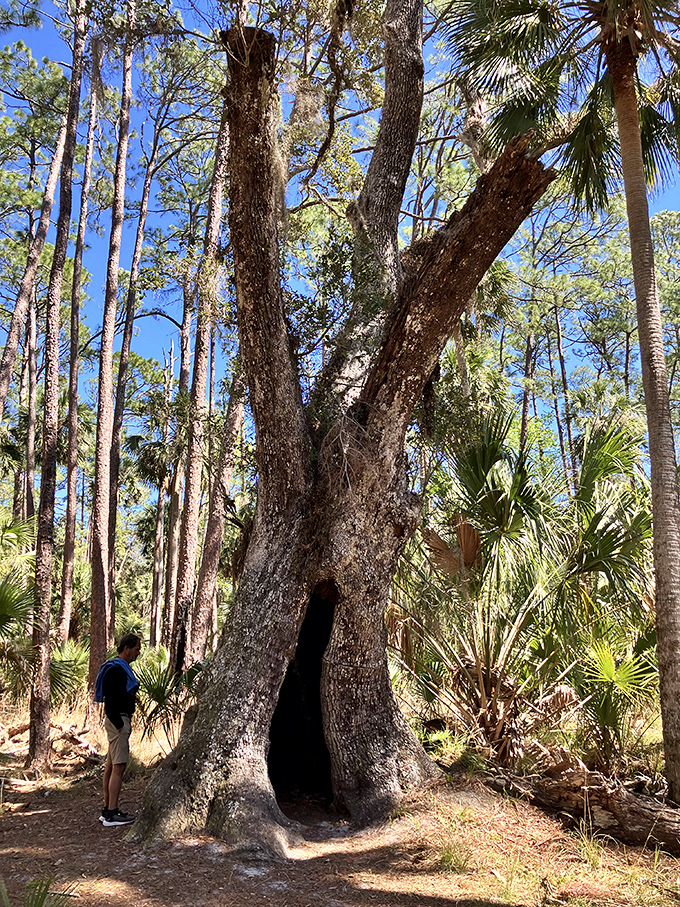 That hollow tree isn't just Instagram-worthy &ndash; it's nature's time capsule, standing tall since before Florida became a tourist hotspot.