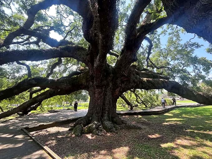 When a tree provides better shade than most beach umbrellas, you know you're dealing with something special here.