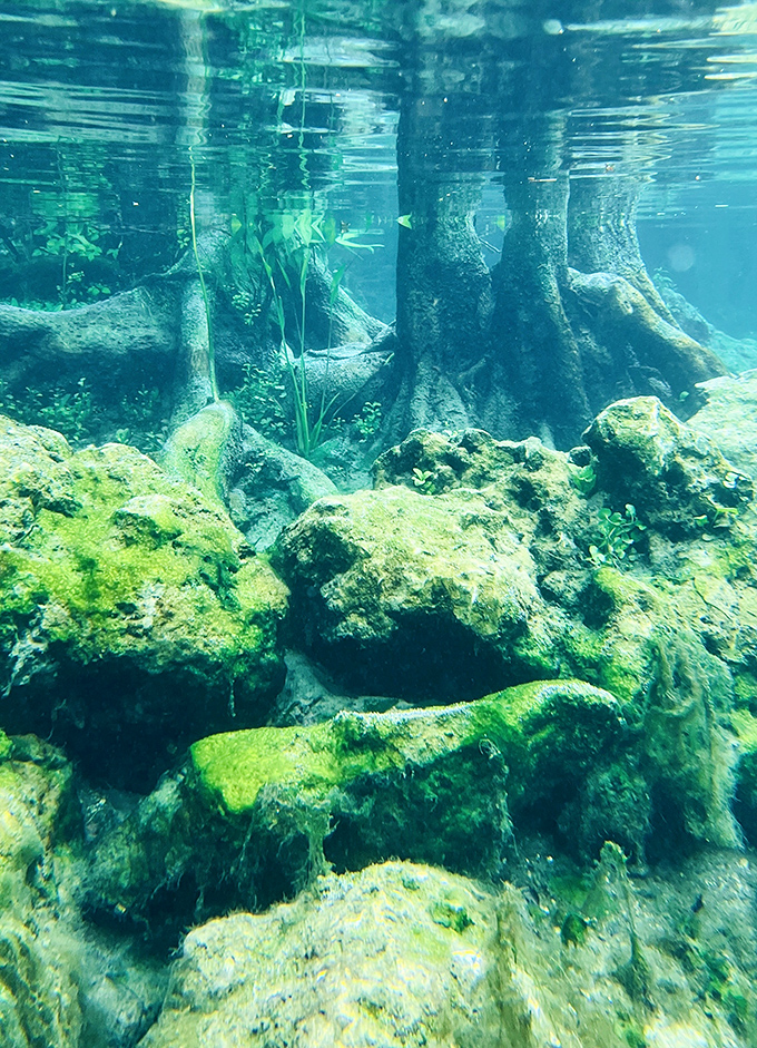 Underwater, ancient cypress tree roots create an otherworldly landscape &ndash; part sci-fi movie set, part manatee playground, all completely mesmerizing.