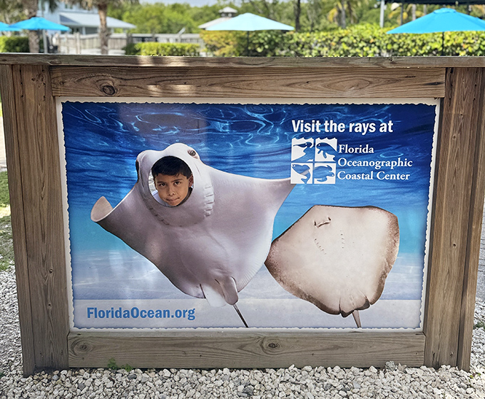 A fun photo opportunity where visitors can imagine life as a stingray – talk about getting into character for your marine adventure!