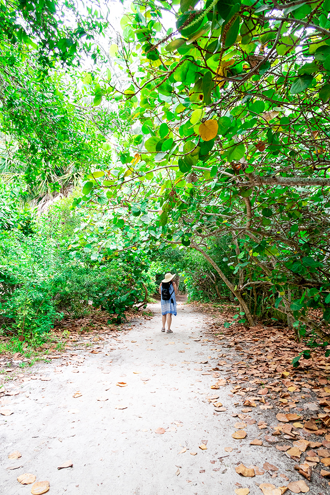 Lost in a tunnel of green, where sea grapes create a natural canopy that whispers, "Slow down, you're on island time now."