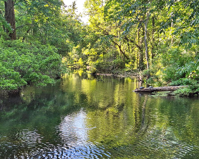 The Wakulla River flows with purpose and patience, a liquid highway carrying centuries of stories beneath its reflective surface.