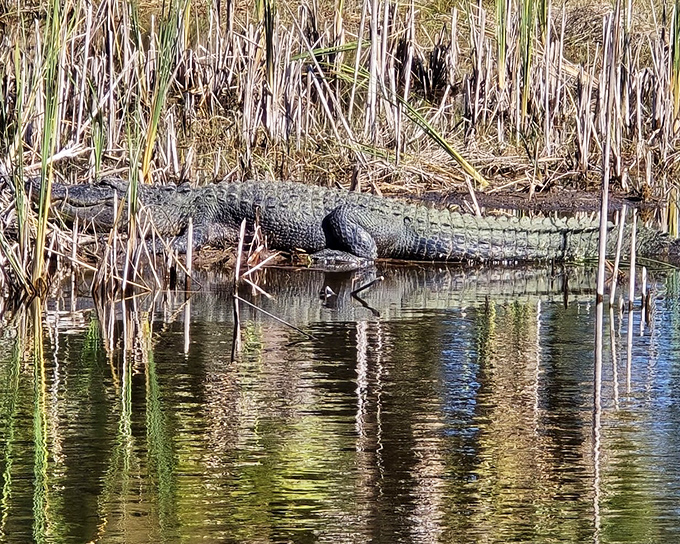 "Paint me like one of your French gators." This sunbathing reptile has perfected the art of doing absolutely nothing.