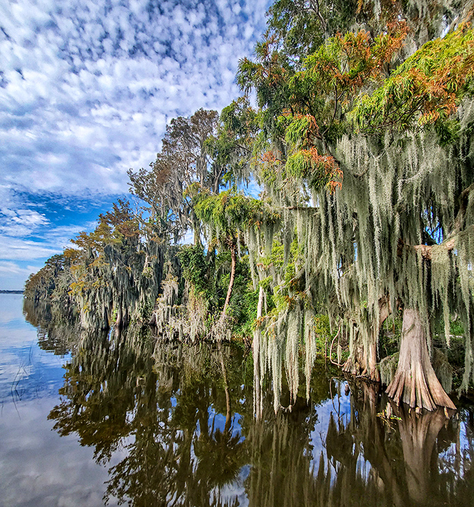 Cypress sentinels draped in Spanish moss create a haunting tableau that whispers old Florida secrets to those who pause to listen.