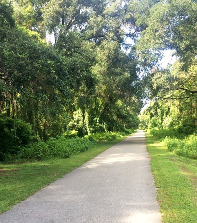 Sunlight filters through a green cathedral of leaves, creating dappled shadows that dance across the path like nature's own light show.