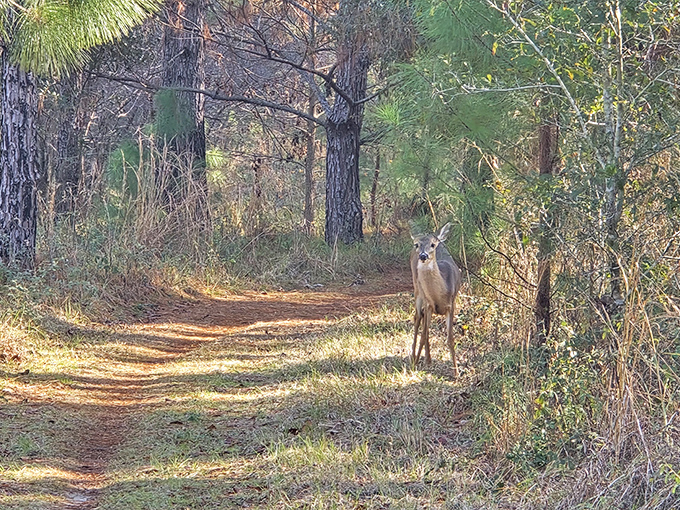 "Excuse me, did I interrupt your hike?" A curious deer pauses mid-snack to pose for an impromptu portrait.