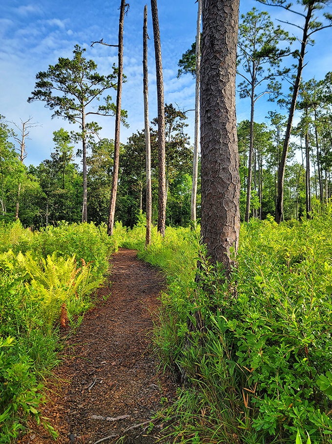 A narrow trail winds through vibrant ferns and towering pines, inviting explorers to discover what lies beyond the next bend.