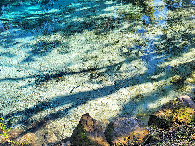 The springs reveal their secrets beneath the surface &ndash; a kaleidoscope of blues where sunlight dances on the sandy bottom.