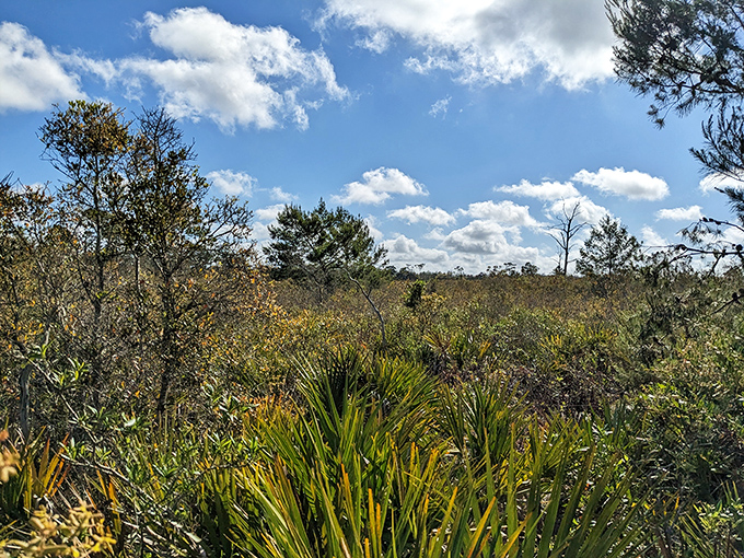 Florida scrub stretches to the horizon under a perfect blue sky, an ancient ecosystem that's been perfecting its look for millions of years.