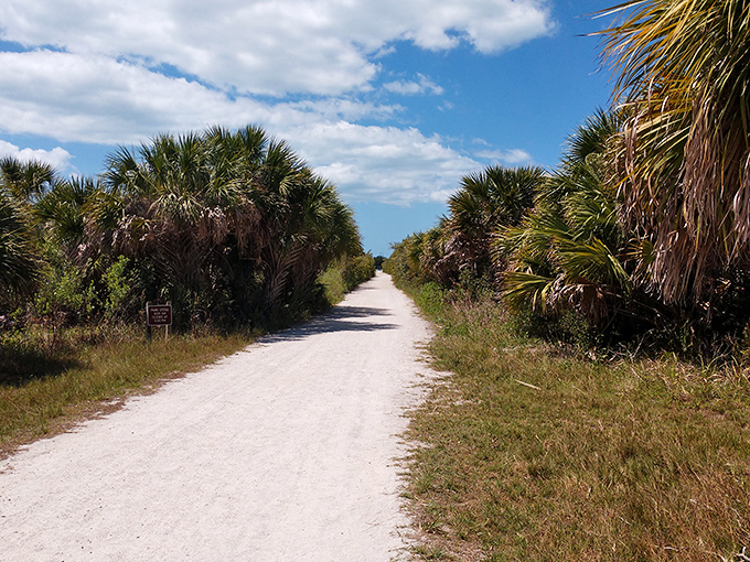 The road less traveled: A sandy trail winds between palm trees and native vegetation, promising adventure with every step.