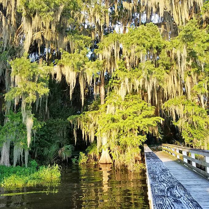 Spanish moss drapes from ancient cypress trees, creating natural curtains that have been decorating this watery stage for centuries.