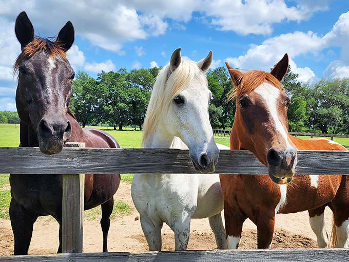 The welcoming committee assembles at the fence &ndash; these three amigos are clearly veterans of the "looking adorable for treats" strategy.