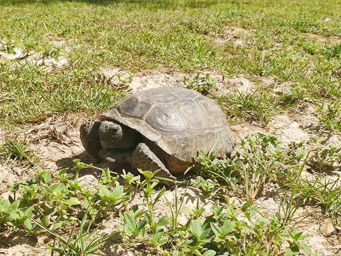 This gopher tortoise, Florida's own bulldozer of the undergrowth, takes life one unhurried step at a time &ndash; wilderness wisdom personified.