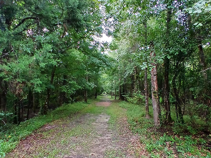 Sunlight filters through the canopy, illuminating a path that feels worlds away from Florida's typical tourist attractions.