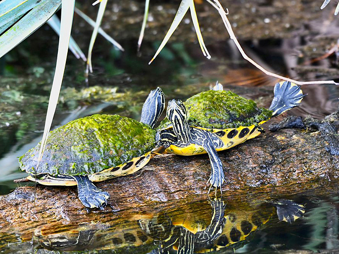 Turtle roommates sharing the ultimate waterfront property. These painted sliders have mastered the art of relaxation better than any spa retreat could teach.