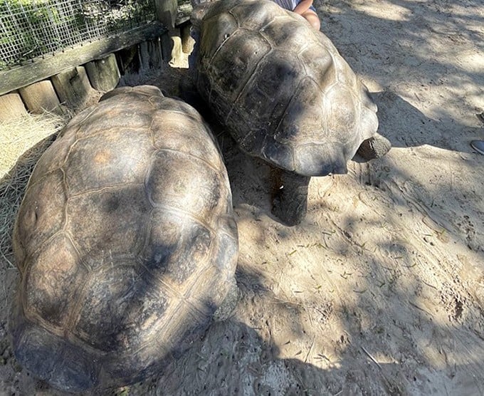 These ancient tortoises move with the unhurried confidence of creatures that measure their lifespan in centuries rather than years.