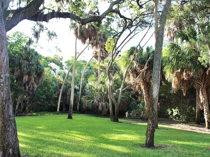 Fallen giants rest among new growth &ndash; Mother Nature's reminder that in Florida's jungle, life and decay dance in perfect harmony.