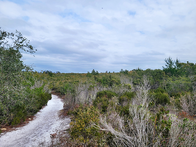 Scrub habitat stretches to the horizon, a rare ecosystem where specialized plants thrive in seemingly harsh conditions.
