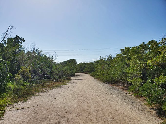 Nature's red carpet: this sandy path through coastal vegetation promises adventure without the velvet ropes or paparazzi.