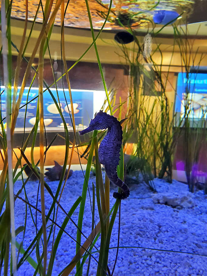 A delicate seahorse peeks through swaying seagrass in one of the museum's living exhibits, reminding visitors that shells begin as homes, not souvenirs.