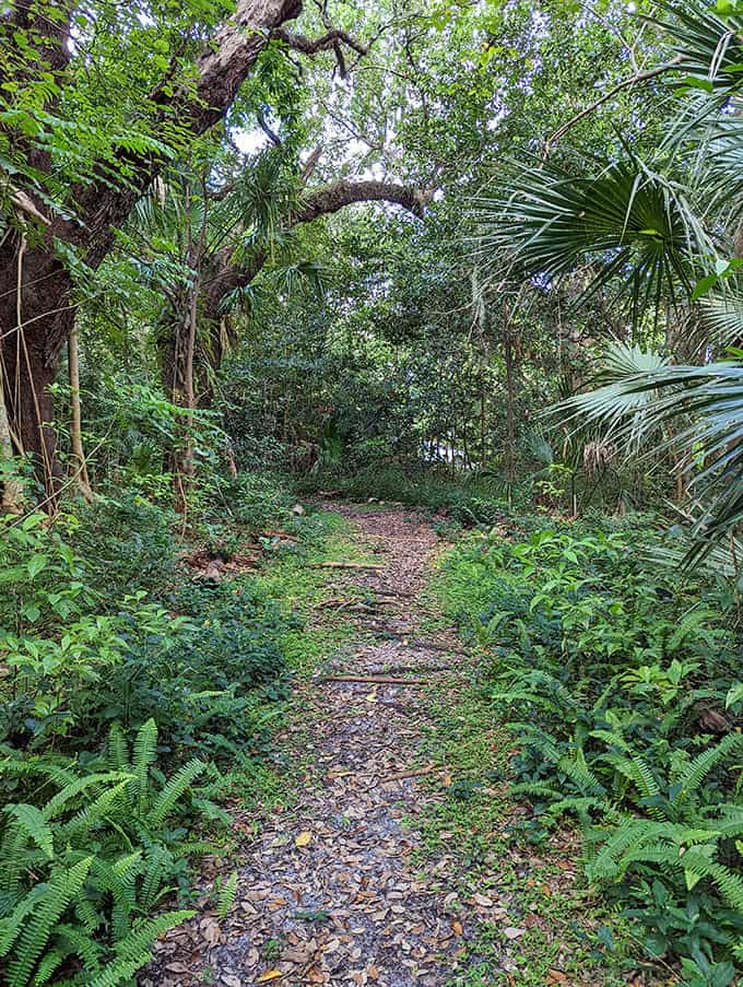Stroll through this lush tropical hammock, where shaded trails and vibrant ferns offer a peaceful escape into North Miami's nature.