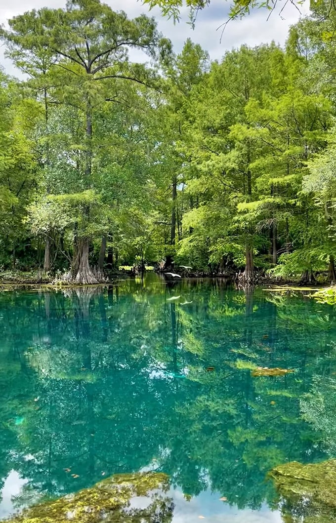 Towering cypress trees create a natural cathedral over the emerald waters of Chassahowitzka, where wildlife thrives in protected isolation.