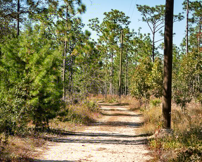 The Garden of Eden Trail cuts through lush Florida forest, with a narrow wooden walkway helping hikers navigate the surprisingly varied terrain.