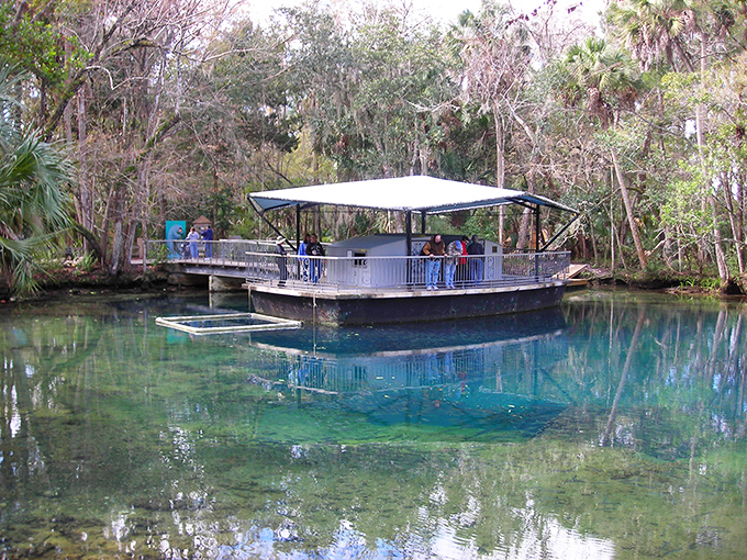Homosassa Springs' cypress-lined waterways create a serene pathway through Florida's natural wilderness.