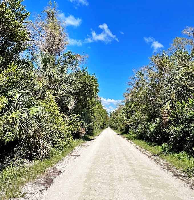 A dirt road disappears into the distance, lined with palms and wild vegetation that whispers "adventure starts here."