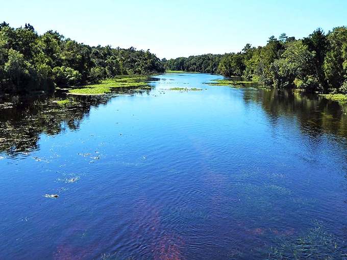 Crystal clear perfection! Ocala National Forest's pristine waterways offer a glimpse into Florida's natural artistry &ndash; Mother Nature showing off her blue period.