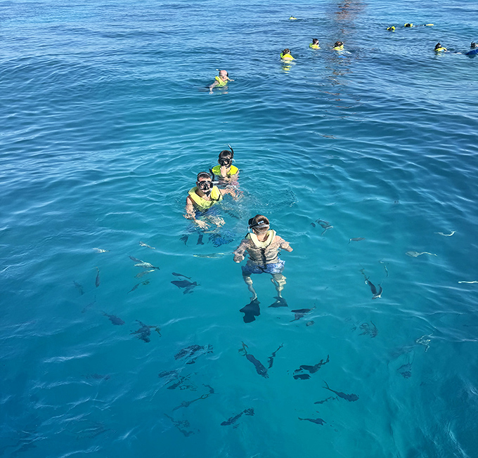 Snorkelers floating above schools of fish that seem completely unbothered by their human visitors. In Marathon's waters, you're just another curious creature exploring the neighborhood.