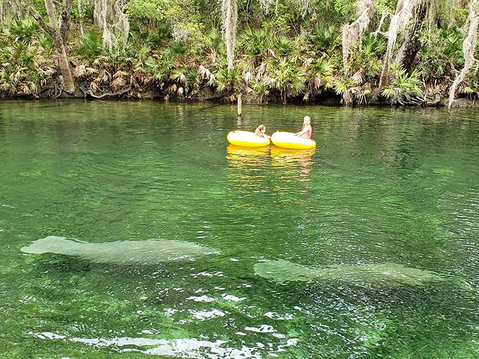 Swimmers explore Blue Spring's refreshing waters while surrounded by Florida's lush greenery &ndash; nature's perfect swimming pool.