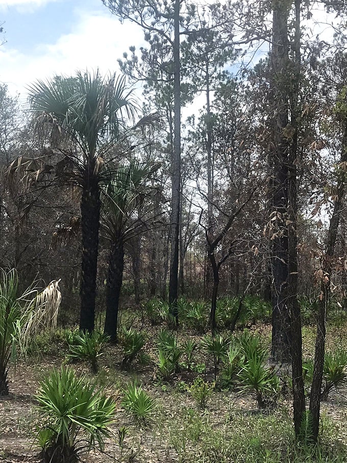 The wild beauty of Chassahowitzka's untamed landscape showcases Florida as it existed centuries ago, pristine and perfect.