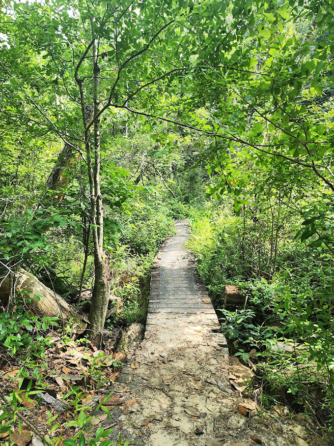 A rustic bridge spans a small stream along the Garden of Eden Trail, showcasing the unexpected elevation changes in this unique Florida preserve.