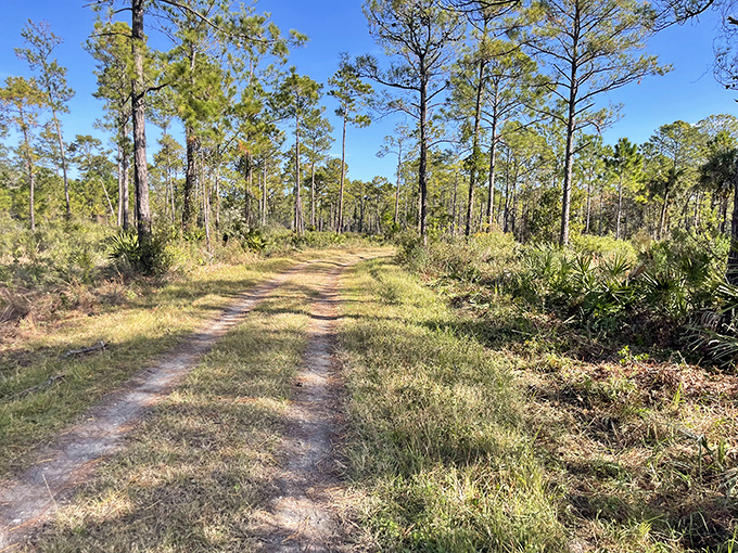 Pine forests meet wetlands along sandy trails, creating diverse ecosystems where wildlife thrives away from Florida's developed coastlines.