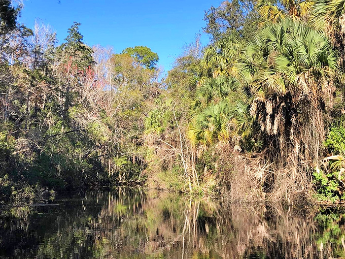 Sunlight filters through the trees at Homosassa Springs, illuminating the crystal-clear waters that support abundant wildlife.
