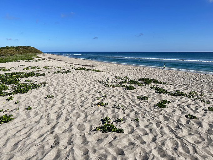 The pristine shoreline at John D. MacArthur Beach State Park stretches into the distance, with gentle waves lapping at the untouched sand.