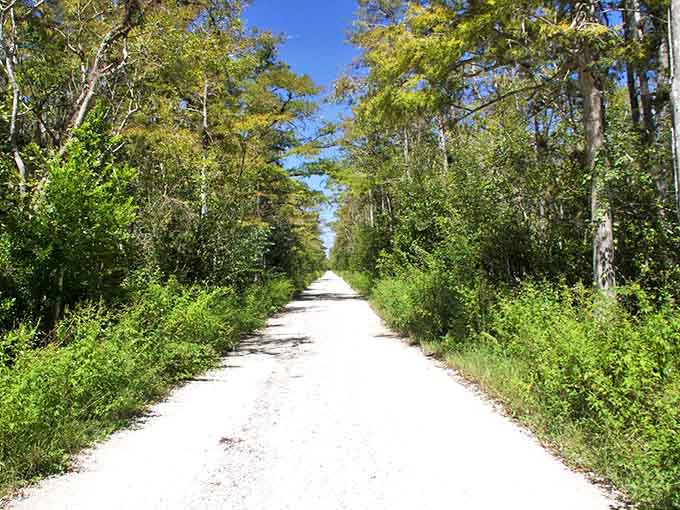 Tall trees create a natural canopy over the road, turning an ordinary drive into a journey through Florida's wild heart.