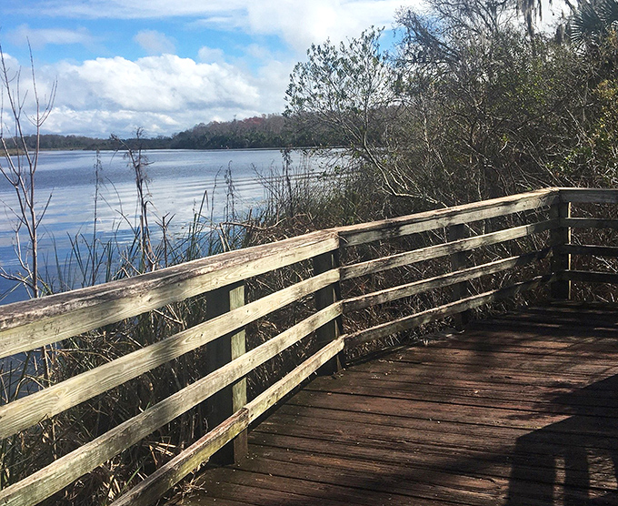 Nature's boardwalk invites you to explore the wild side of Florida, where cypress trees stand sentinel over waters that hold secrets of Old Florida.