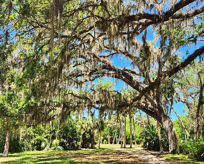 Spanish moss drapes majestically from ancient oak trees, creating natural archways along the paths of Washington Oaks Gardens.