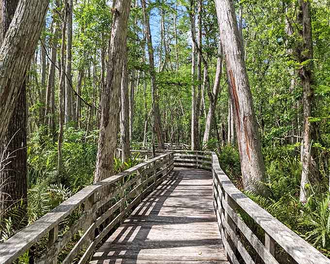 The boardwalk curves through the forest like a wooden river, keeping your feet dry while nature does its thing below.