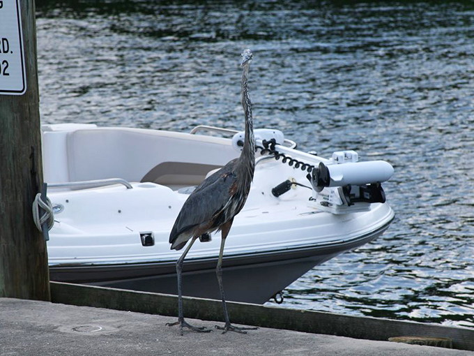 This blue heron has mastered the art of dockside loitering, waiting for fishermen to get careless with their catch like a feathered opportunist with excellent patience.