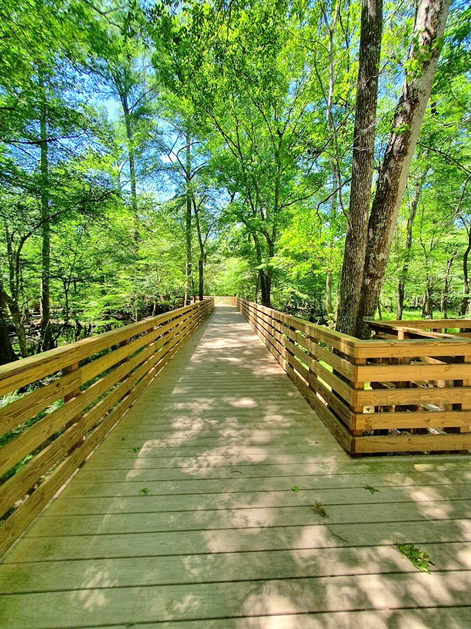 The wooden boardwalk stretches into green infinity, offering a path through Florida's wild heart without disturbing a single leaf.