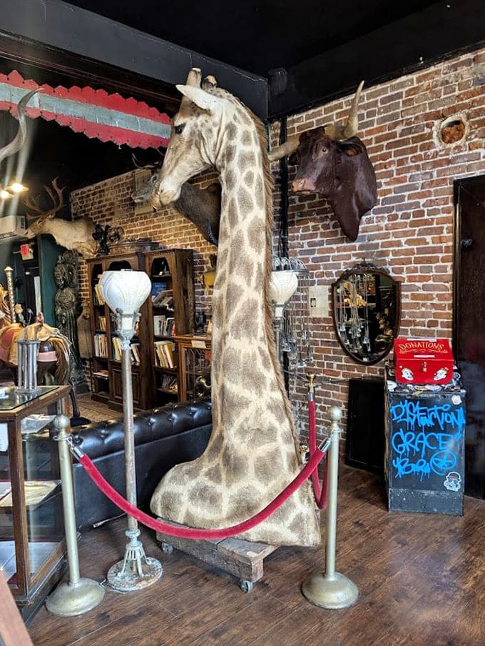 This giraffe's neck reaches for the ceiling, making every other decoration in your house feel inadequate.