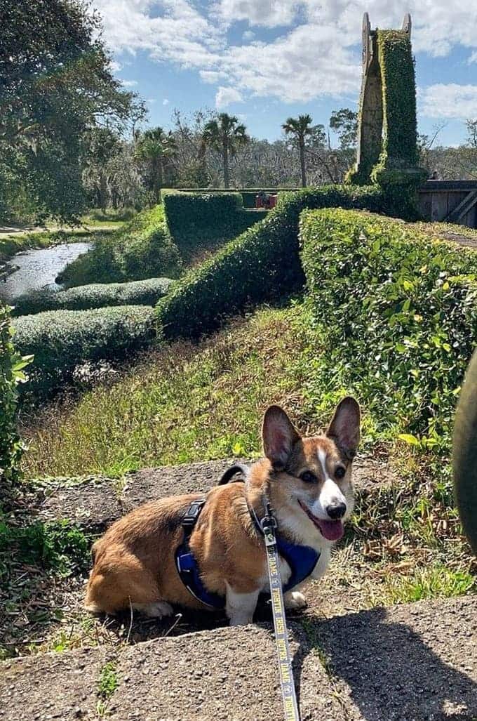 Even four-legged visitors appreciate the historical significance here, or at least the excellent sniffing opportunities along the scenic pathways.