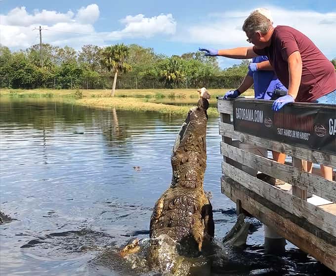 That moment when a prehistoric predator launches itself toward your hand makes every other thrill ride seem pretty tame by comparison.