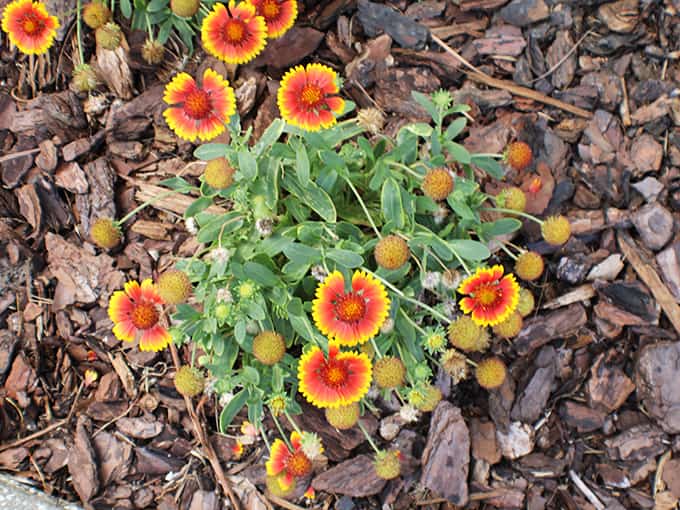 Even the ground cover gets in on the beauty here, with cheerful blanketflowers adding pops of color throughout.