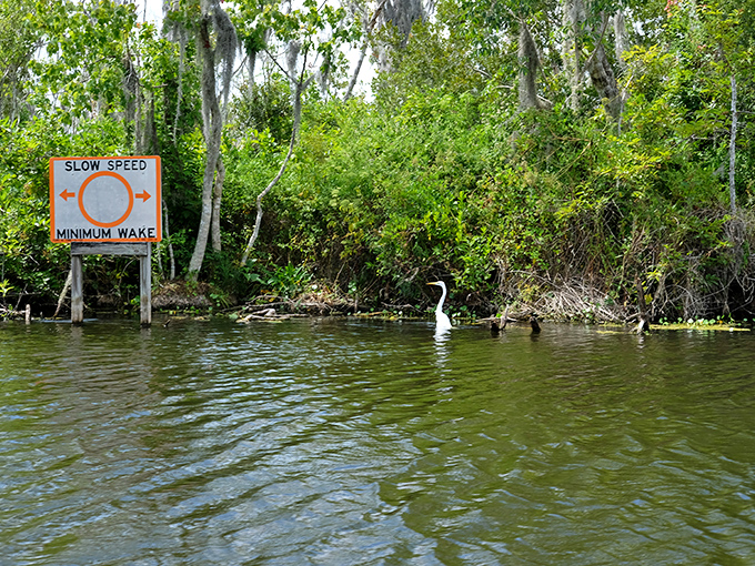 This great egret stands like nature's own statue, probably thinking "these humans pay millions for waterfront views I get for free."