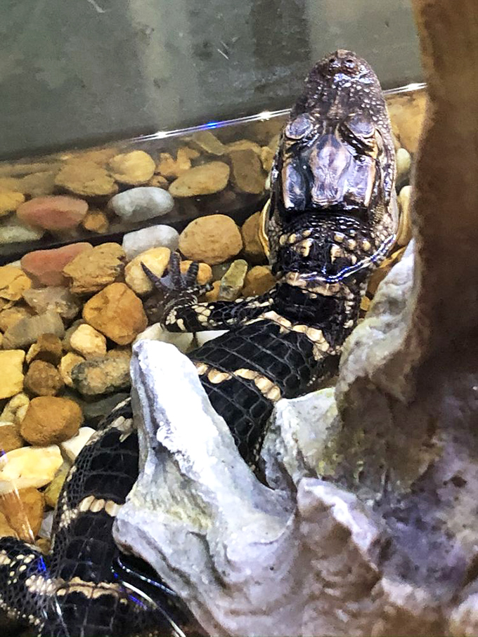 This juvenile American alligator might look innocent now, but give him a few years and he'll be the undisputed king of his swampy domain.